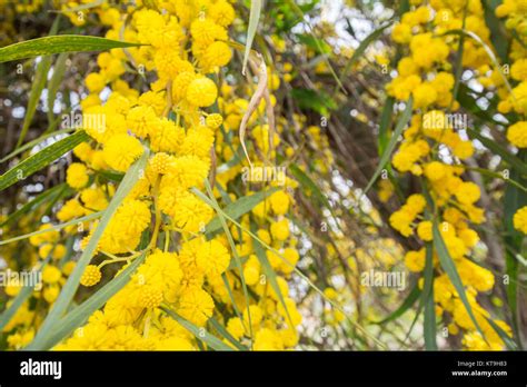 Acacia Dealbata Flower Silver Wattle Blue Wattle Or Mimosa Stock