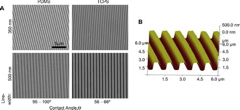 Focal Adhesion Assembly Semantic Scholar