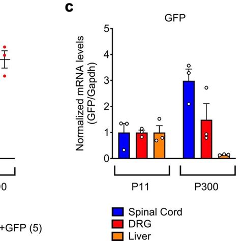 Model Of The Toxic Effects Of Long Term Aav9 Mediated Smn Download Scientific Diagram