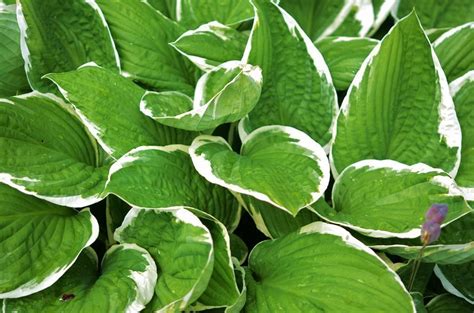 Consejos Para Cuidar De Las Plantas Variegadas