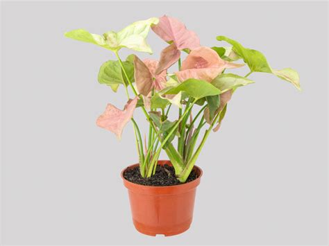 Syngonium Rosa P11 Plantie Semeando Natureza Cultivando Bem Estar