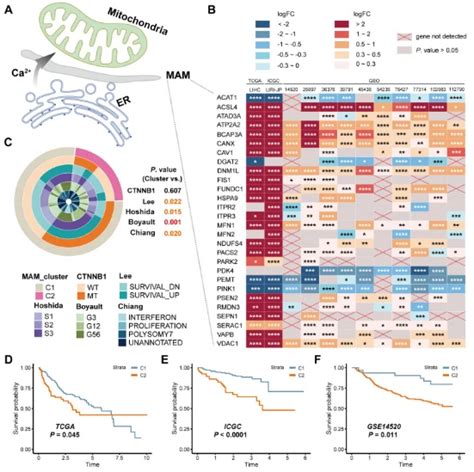 1个月接收！生信最新切入点——线粒体相关内质网膜，模型构建 两次分型分析 单细胞数 哔哩哔哩