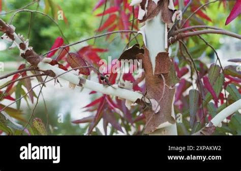 Smooth Bark Eucalyptus Stock Videos And Footage Hd And 4k Video Clips