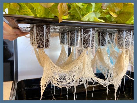 Roots And Hydroponics Everything You Need To Know