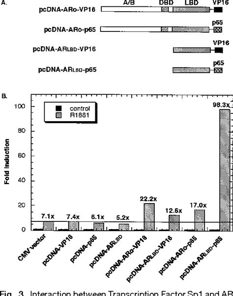 Androgen Response Element Semantic Scholar