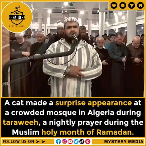 Watch This Imams Unbelievable Reaction When A Cat Jumps On Him During