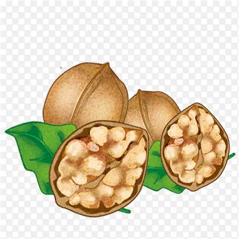 核桃手绘png图片素材下载图片编号10303253 Png素材网