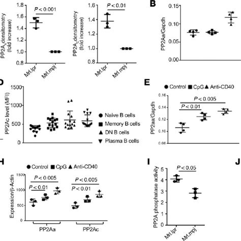 Pp2a In B Cells Inhibits Mitochondrial Respiration By Suppressing The