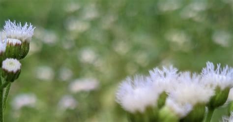 LMC Gcam Config File