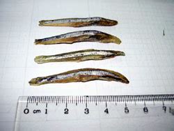 Сушеный Анчоус / Dried Anchovy