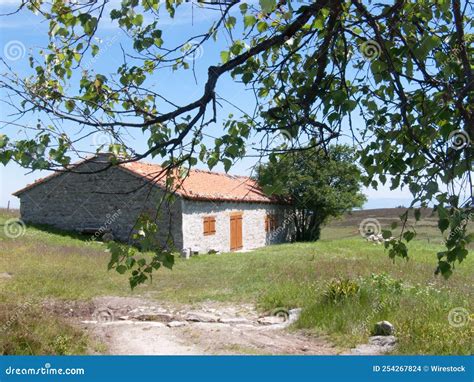 Beautiful View Of Tree Next To House On A Sunny Day Stock Photo Image