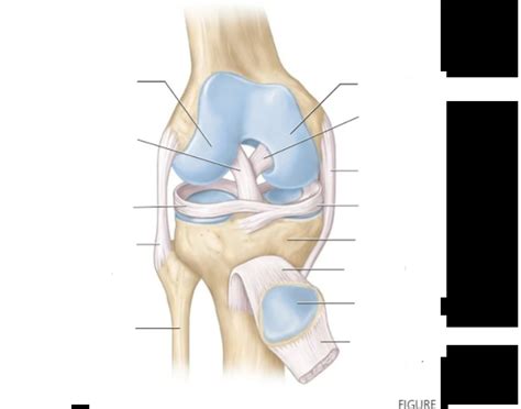 Anatomy Of The Knee Joint Quiz