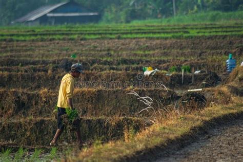 A Farmer Brings Rice Seeds To Plant In The Rice Field Editorial Stock