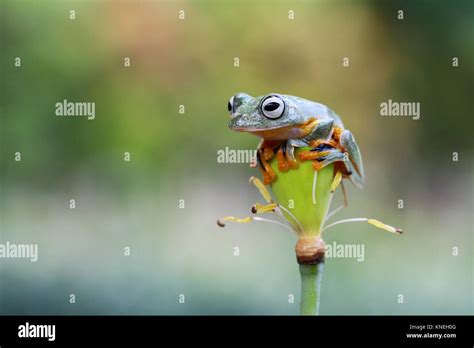 Javan Tree Frog On A Flower Indonesia Stock Photo Alamy