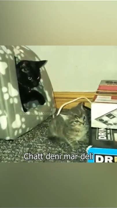 Chat Deni Maar Deli Manoj Tiwari Bhojpuri Songs Pet Music Videos