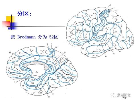 高清大脑解剖图谱【建议收藏】图谱高清大脑解剖影像 健康界
