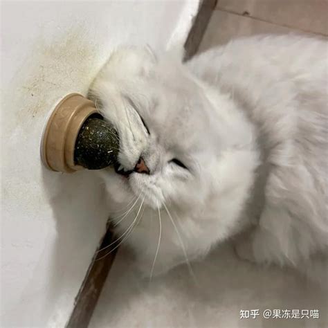 什么是猫薄荷？ 知乎