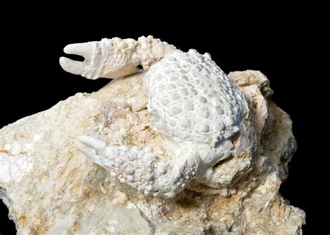 Crab Fossil 1 By Pascal Goetgheluck Science Photo Library