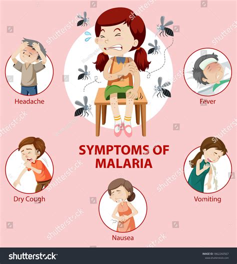 Malaria Symptom Information Infographic Illustration Stock Vector
