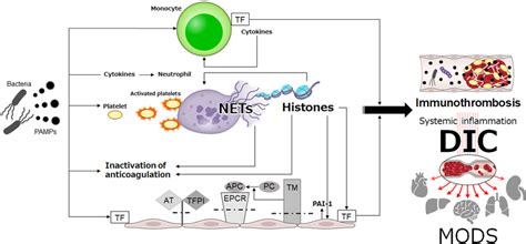 Pathophysiological Schema Of Immunothrombosis And Disseminated