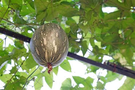 Identifying Squash Plants By Leaves Gardenia Organic