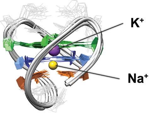 A Newly Discovered Dna Quadruplex Structure With Potential Bio