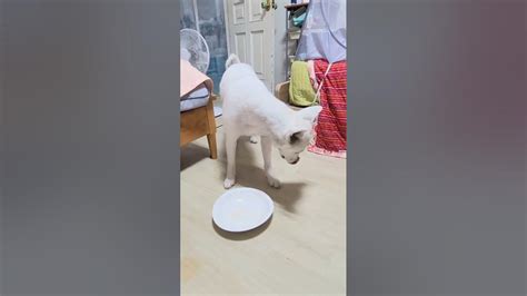 낮에는 육회먹고 밤에는 삼겹살 먹으며 홈캠핑하는 댕이 김댕♡ Youtube