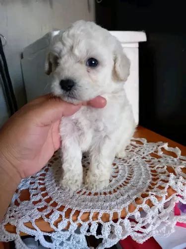 French Poodle Mini Toy en venta en Quito Pichincha Quito por sólo U