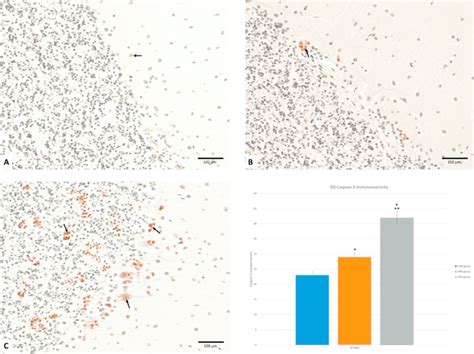 A C Photomicrographs Of Granular Layer Of Cerebellar Cortex Stained