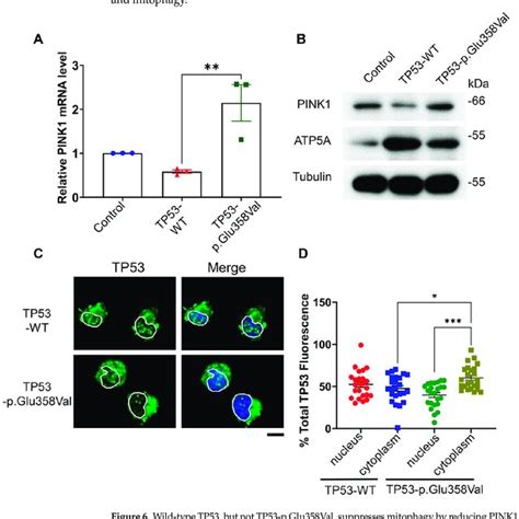 Wild Type Tp53 But Not Tp53 P Glu358val Suppresses Mitophagy By Download Scientific Diagram