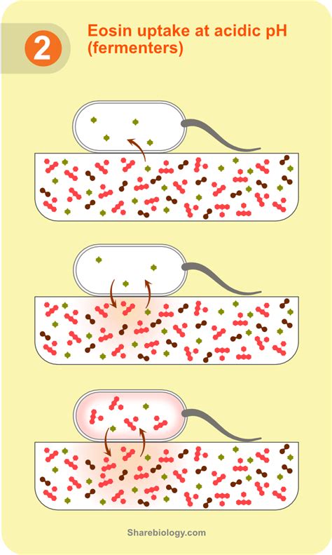 Emb Agar Eosin Methylene Blue Agar Sharebiology