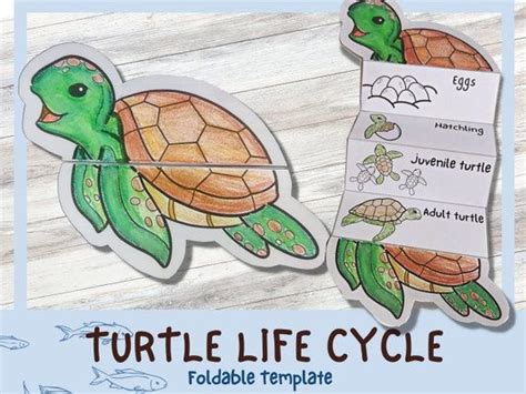 Life Cycle Of A Sea Turtle Activities Worksheets Sea Turtle Life My