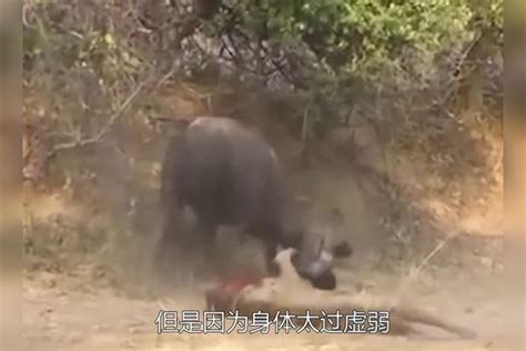 反转！公牛主动攻击狮子英雄暮年的雄狮子战斗到了生命最后一刻！雄狮狮子公牛
