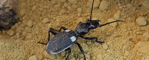 Anthia Sexmaculata Vantis Terra