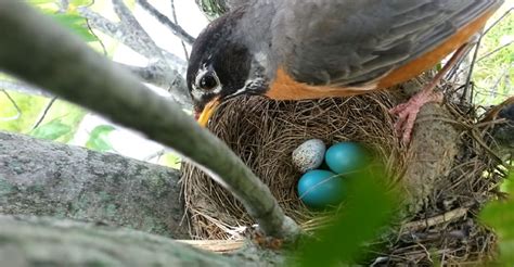 How Do Birds Reproduce From Eggs To Chicks The Worlds Rarest Birds
