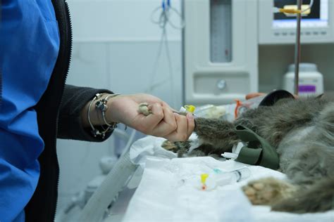 Kastracja Kota Na Czym Polega I Jak Przygotować Kota Pupilekpl