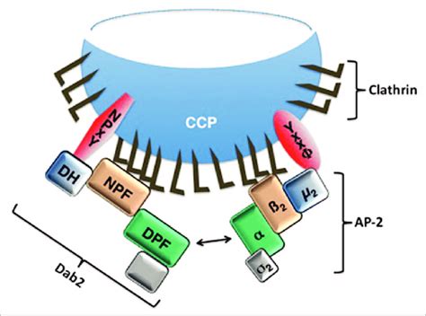 Schematic Illustration Of The Dab2 And Ap 2 Interactions During Download Scientific Diagram