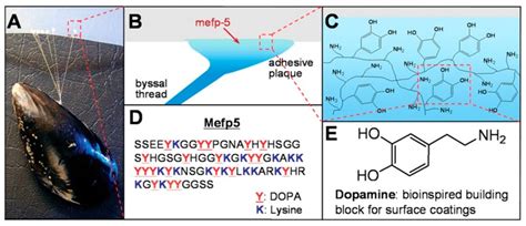 From Bioinspired Glue To Medicine Polydopamine As A Biomedical