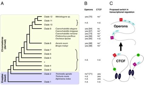 Phylogeny And Operon Structure In Nematodes A Phylogenetic Tree Of Download Scientific