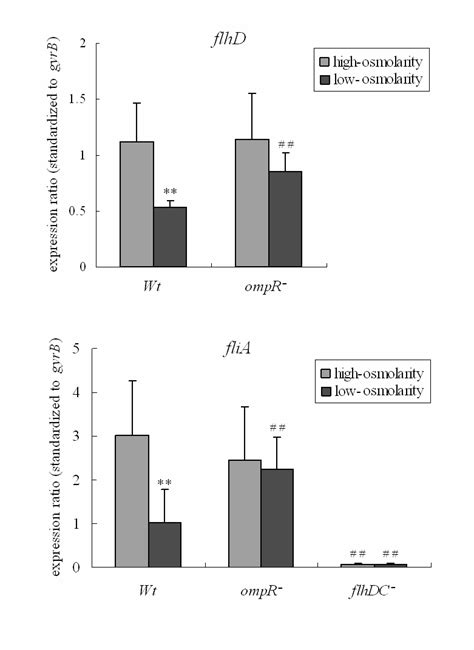 Expression Of Flhd And Flia In The Ompr Mutant Download Scientific