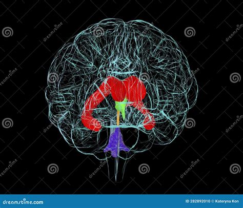 Ventricular System Of Brain 3d Illustration Royalty Free Cartoon