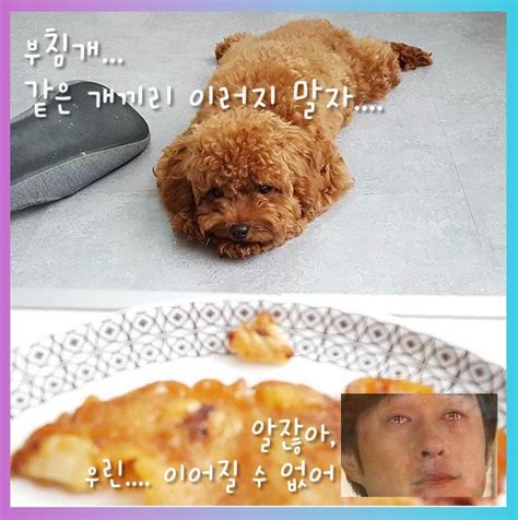 난 개고 넌 부침개야 우린 이어질 수 셀리스토리 Celly Story