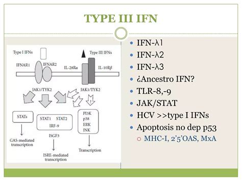 The Interferons And Their Receptors Distribution And Ppt