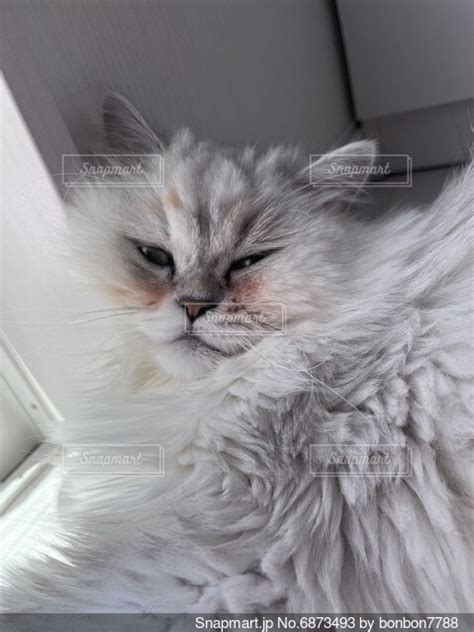 寝そうな猫の写真・画像素材 6873493 Snapmart（スナップマート）
