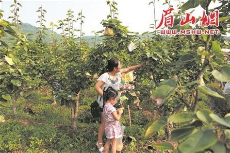 第八屆曹家梨採摘節開幕 每日頭條