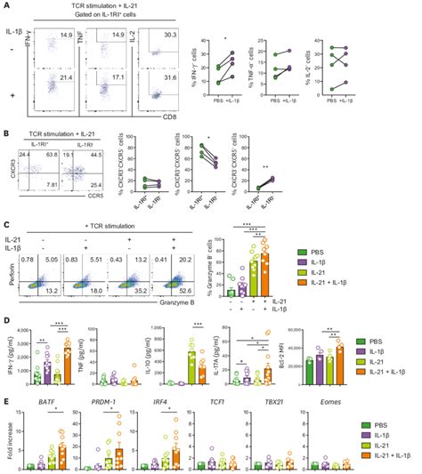 IL 1β signaling mediated by IL 21 induced IL 1RI enhances the effector Download Scientific