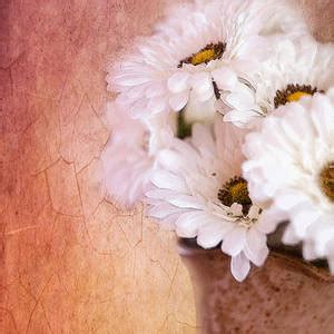 Starfish Photograph By Betty LaRue Fine Art America