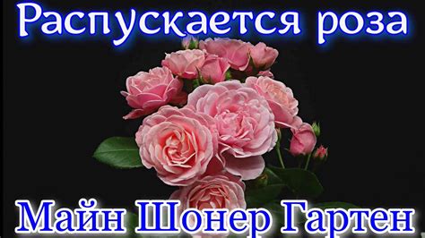 Как распускается роза Майн Шонер Гартен. - YouTube