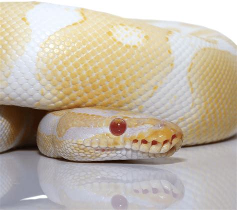 Ball Pythons For Sale Exotic Reptiles Marketplace Reptiles For Sale