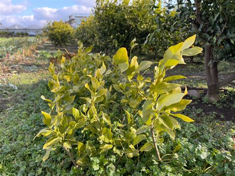 레몬나무 황금향나무 판매합니다~ 당근 중고거래